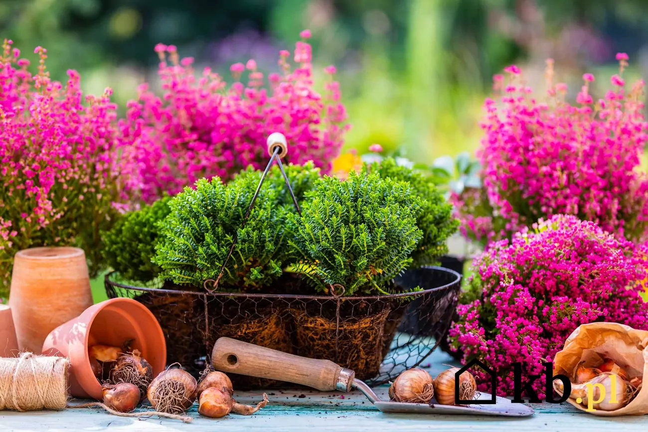 Z czym łączyć wrzosy w doniczce? Doradzamy, jak zrobić kompozycje
