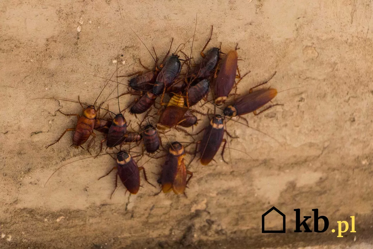 Jaki robak jest podobny do karalucha? Opis, występowanie, zwalczanie