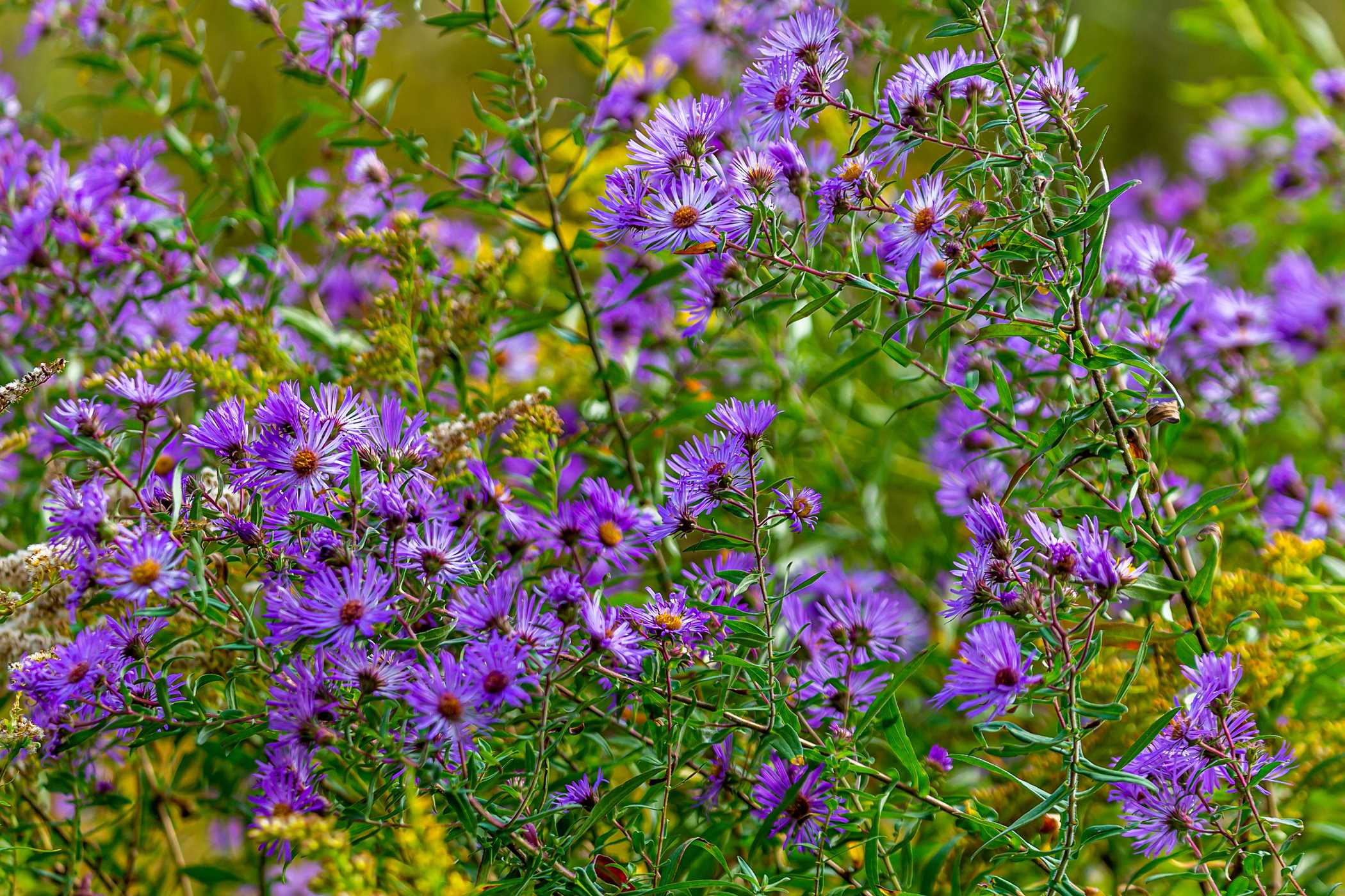 Astry wieloletnie - rodzaje, wymagania, uprawa, zimowanie, porady ...