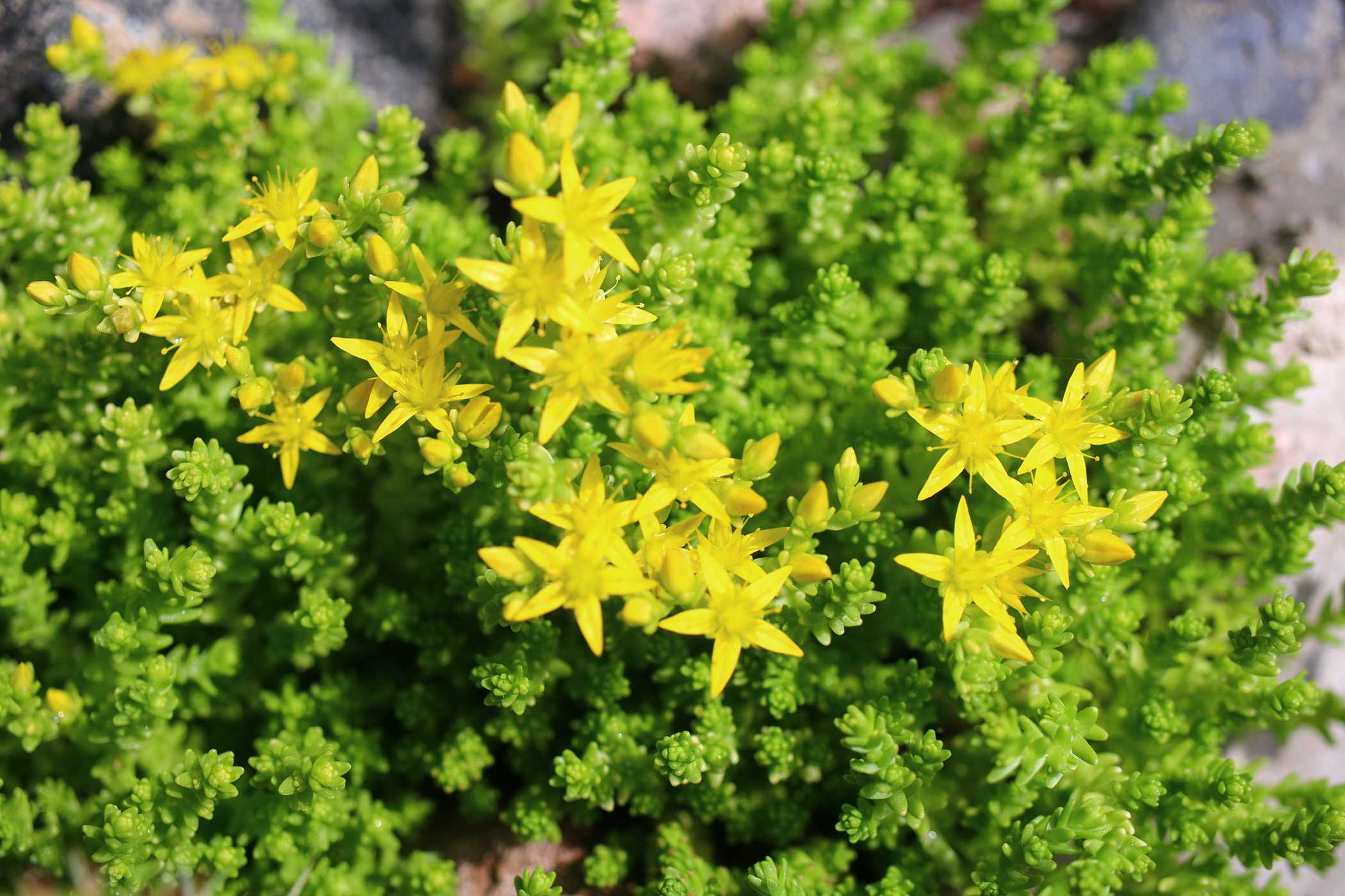 Rozchodnik ostry - opis, zdjęcia, wymagania, sadzenie