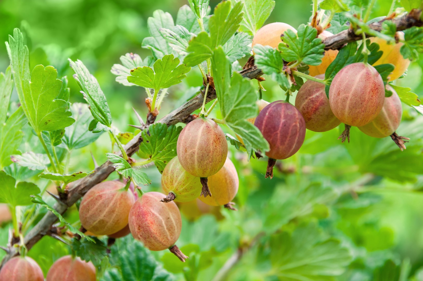 Agrest – niesamowite właściwości zdrowotne i genialny smak