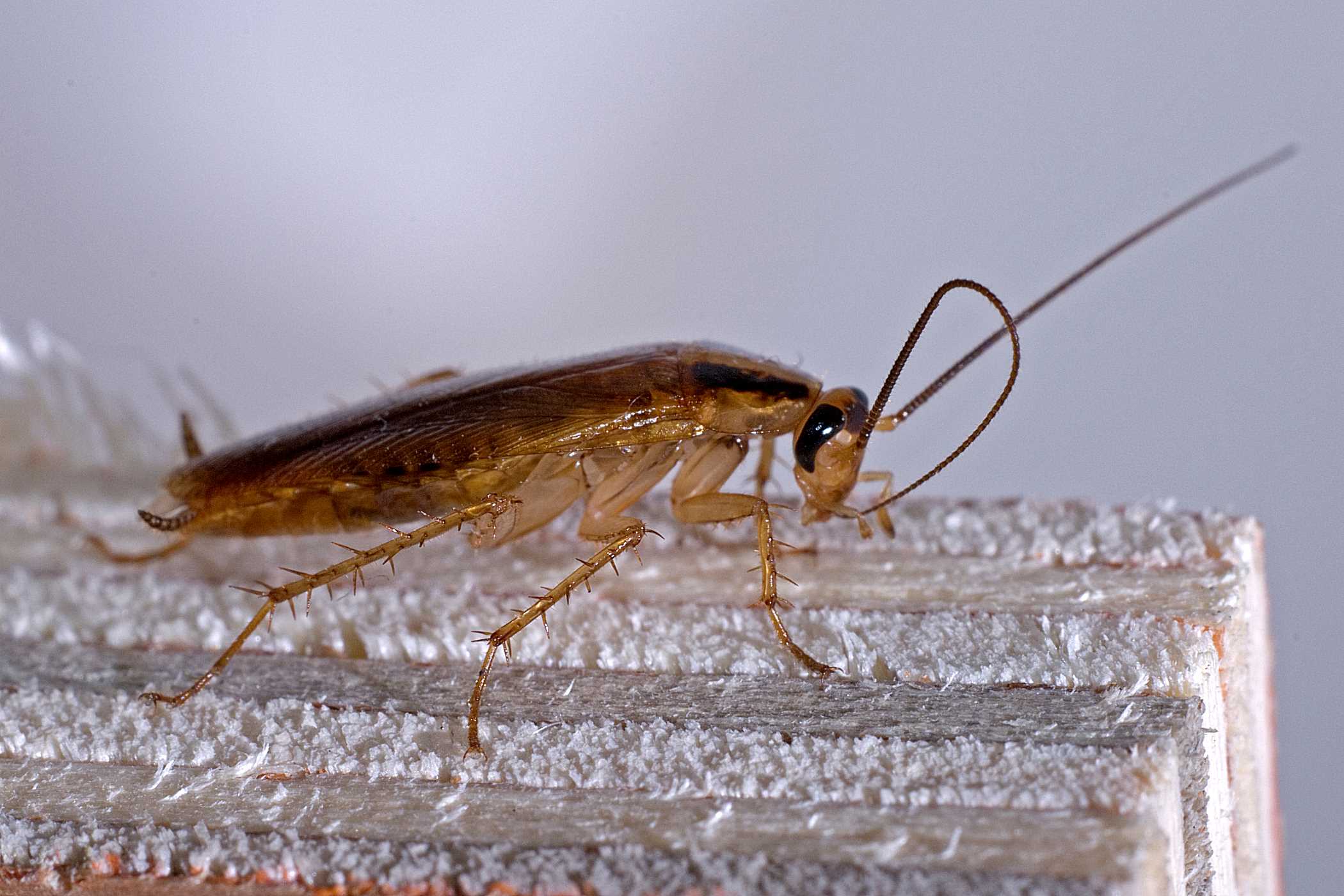 Jak wygląda prusak i skąd wychodzą prusaki? Wyjaśniamy krok po kroku