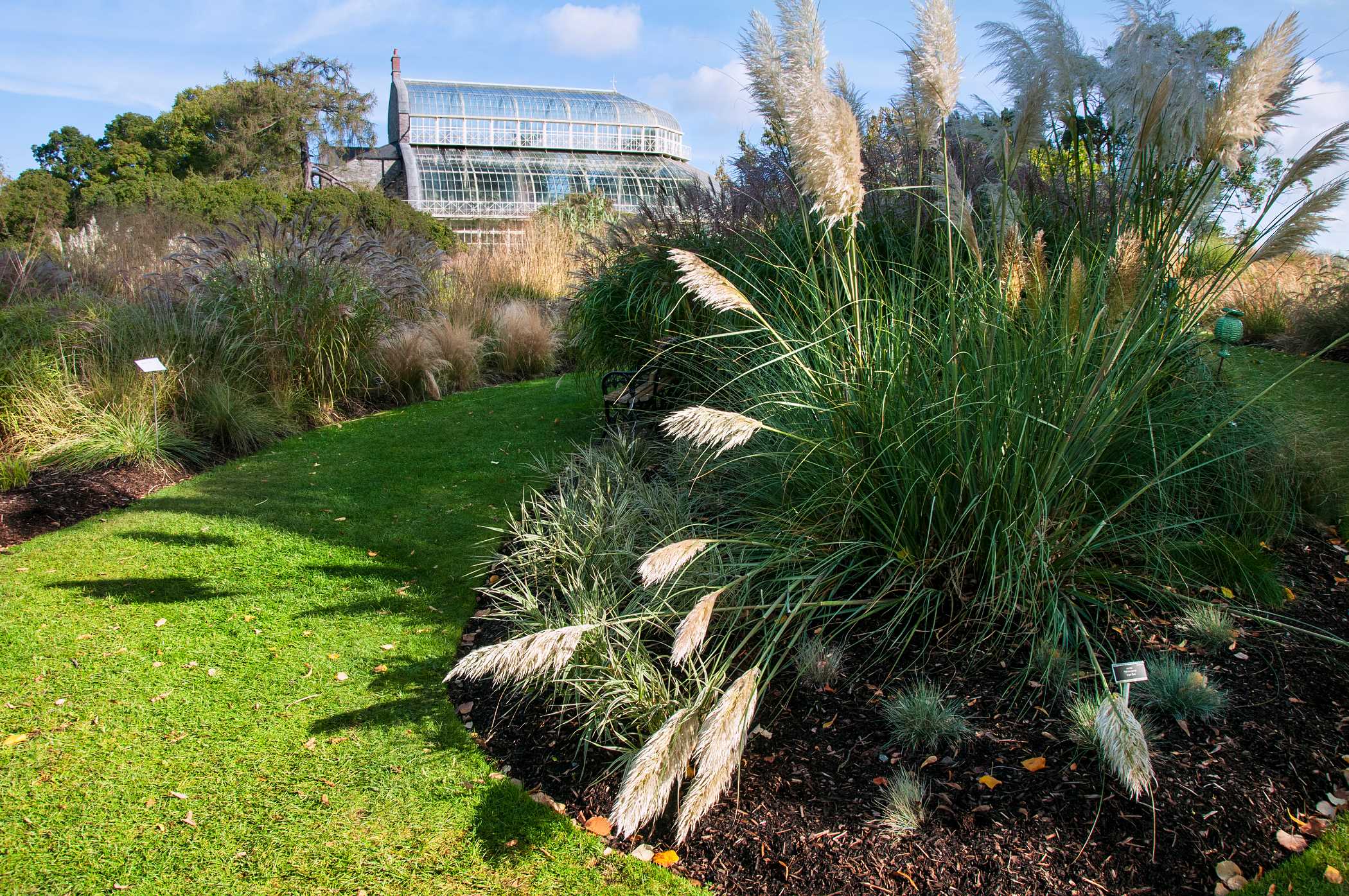 Trawa pampasowa - charakterystyka, wymagania, pielęgnacja, cięcie